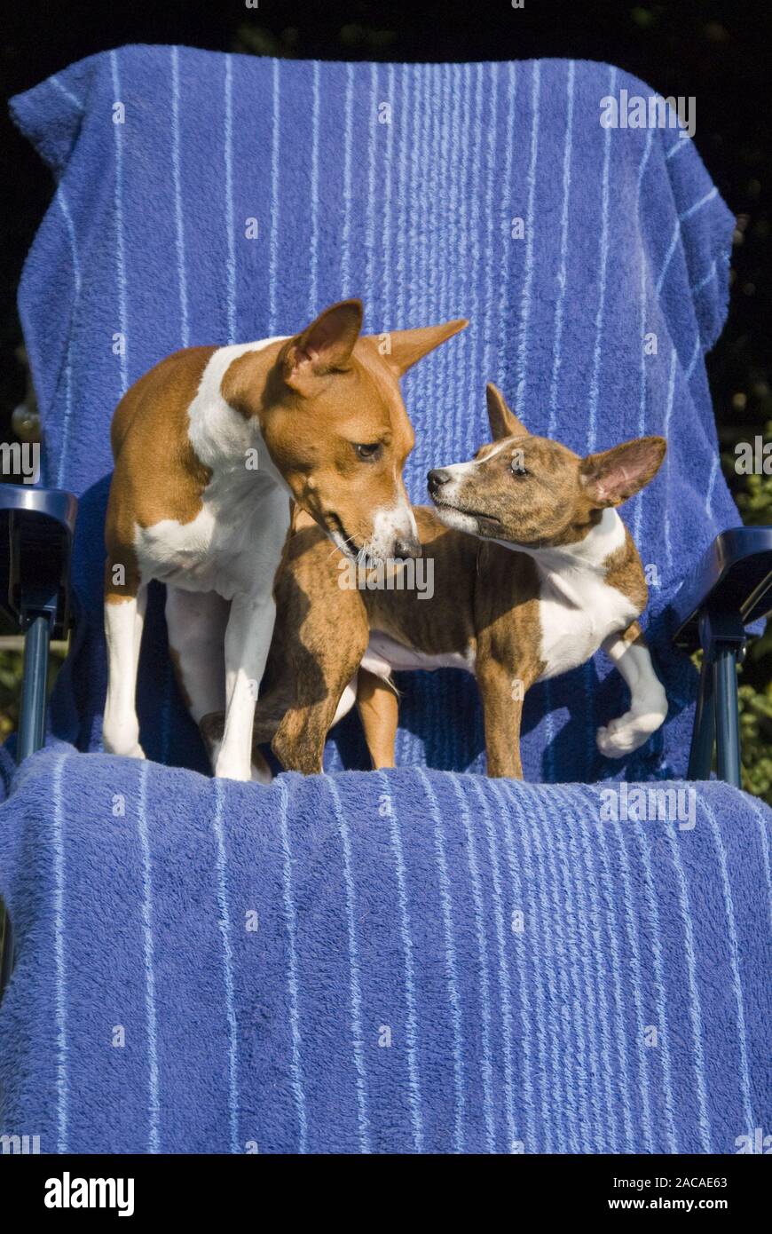 Basenji Puppies High Resolution Stock Photography and Images - Alamy