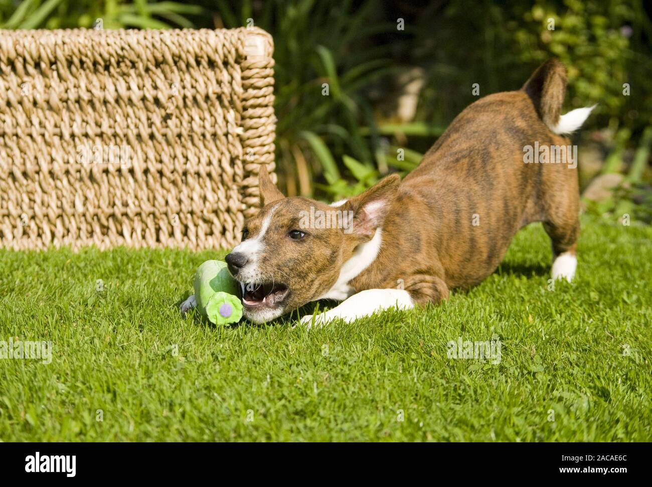 Basenji, African Bush Dog or Congo Dog Stock Photo - Alamy