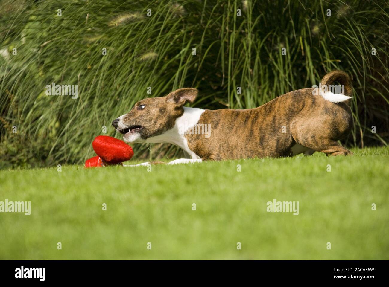 Basenji, African Bush Dog or Congo Dog Stock Photo - Alamy