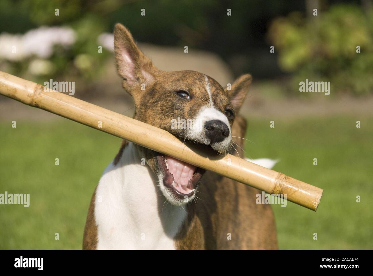 Basenji, African Bush Dog or Congo Dog Stock Photo - Alamy