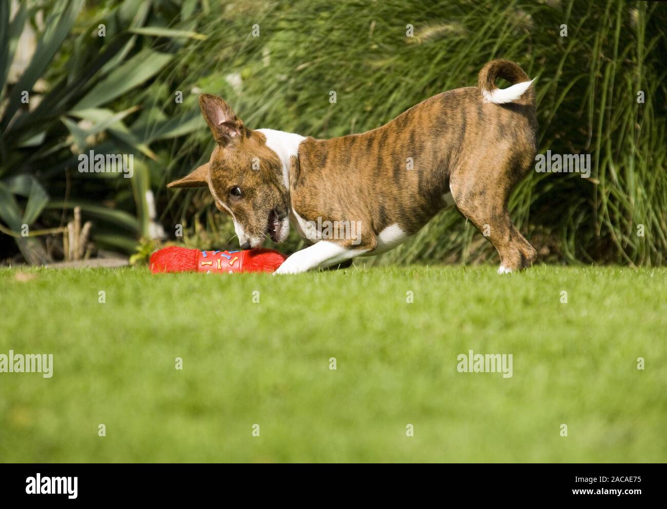 Basenji, African Bush Dog or Congo Dog Stock Photo - Alamy