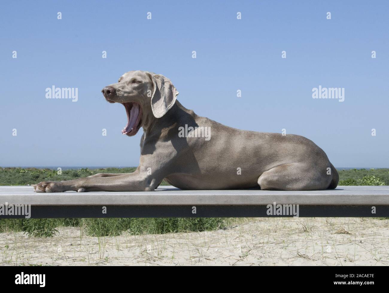 Perro weimaraner hi-res stock photography and images - Alamy