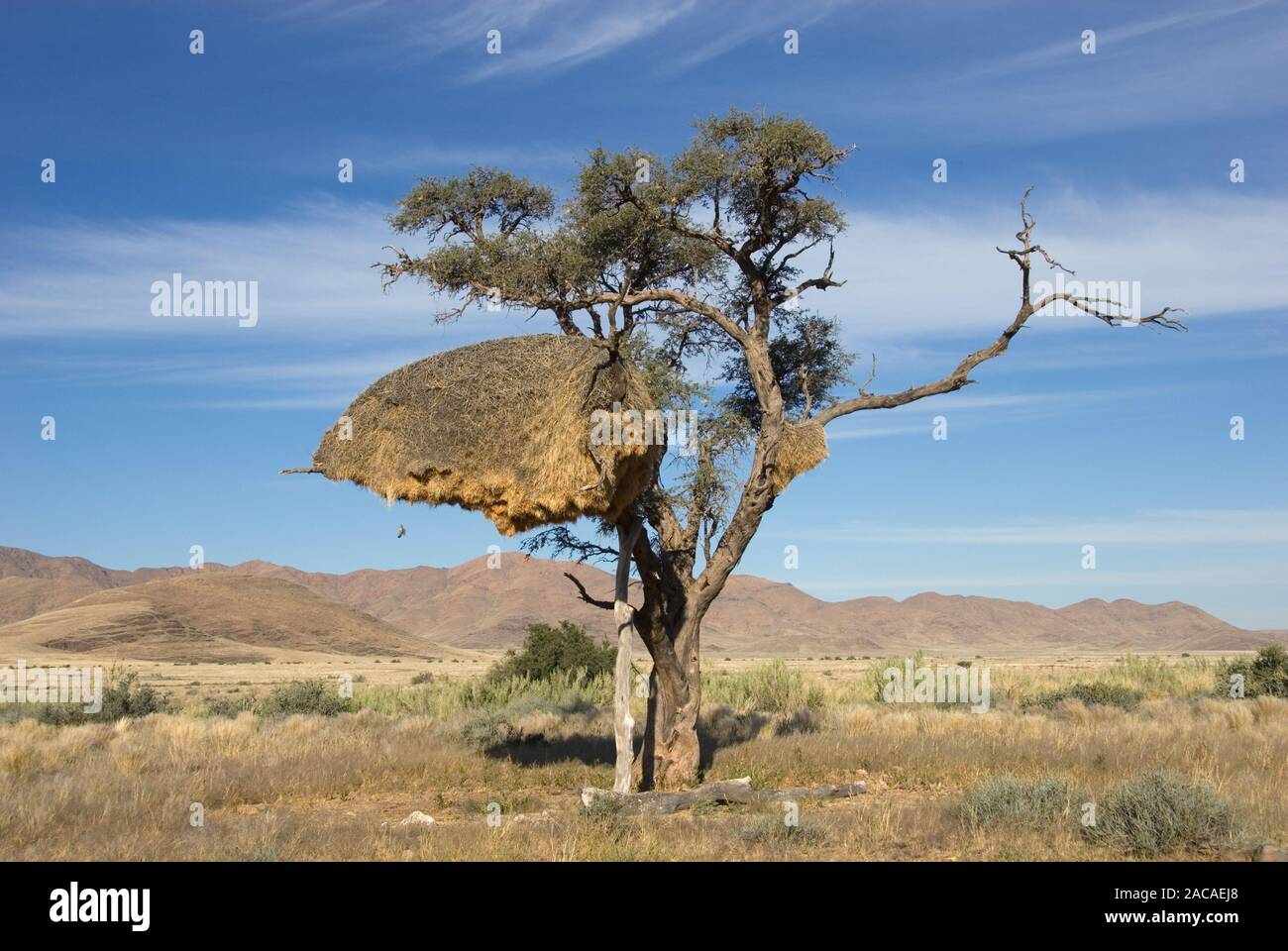 Weaver birds nest hi-res stock photography and images - Alamy