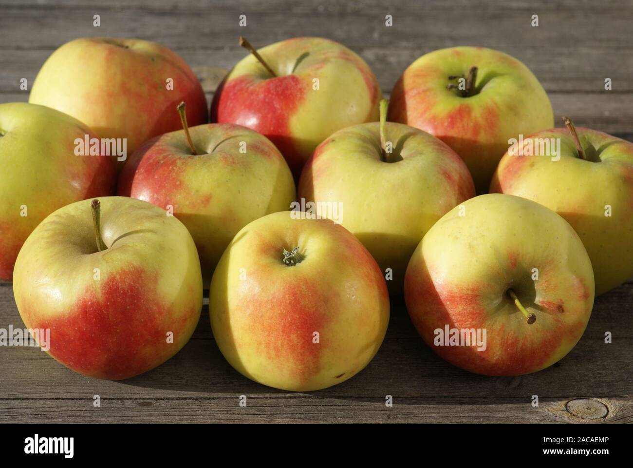 Elstar apples hi-res stock photography and images - Alamy