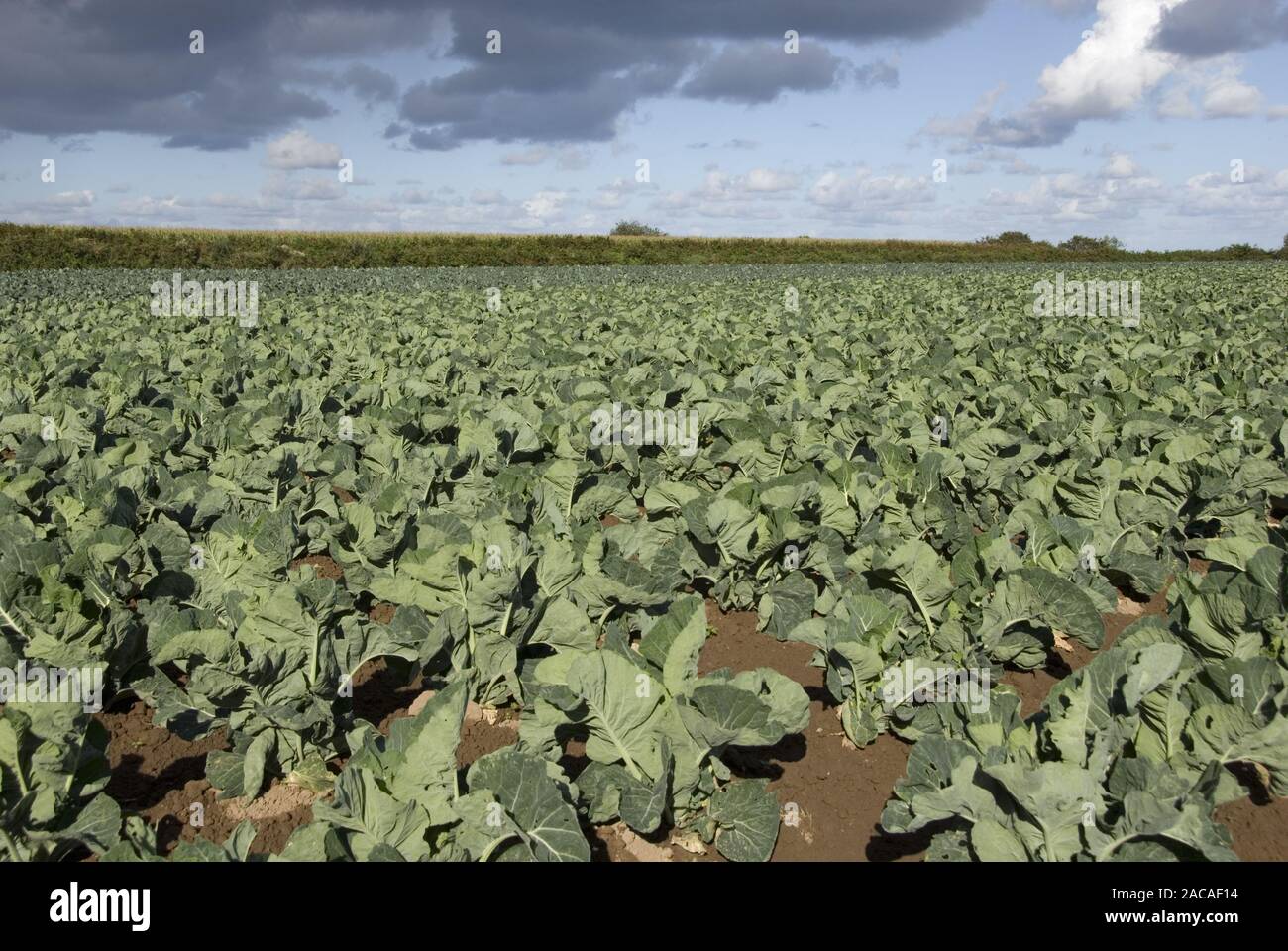 Crumbled hi-res stock photography and images - Alamy