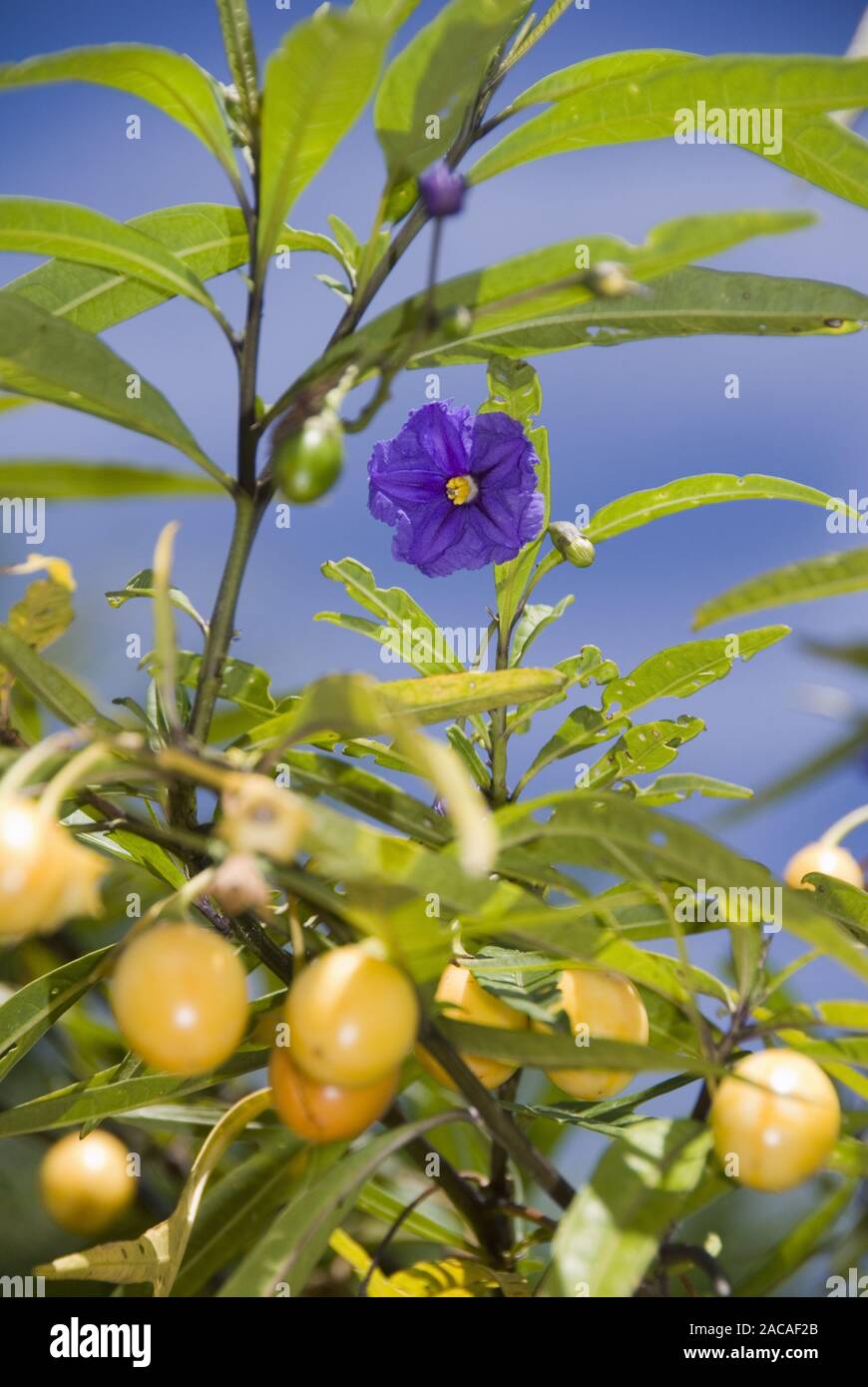 Potato Tree Trimming