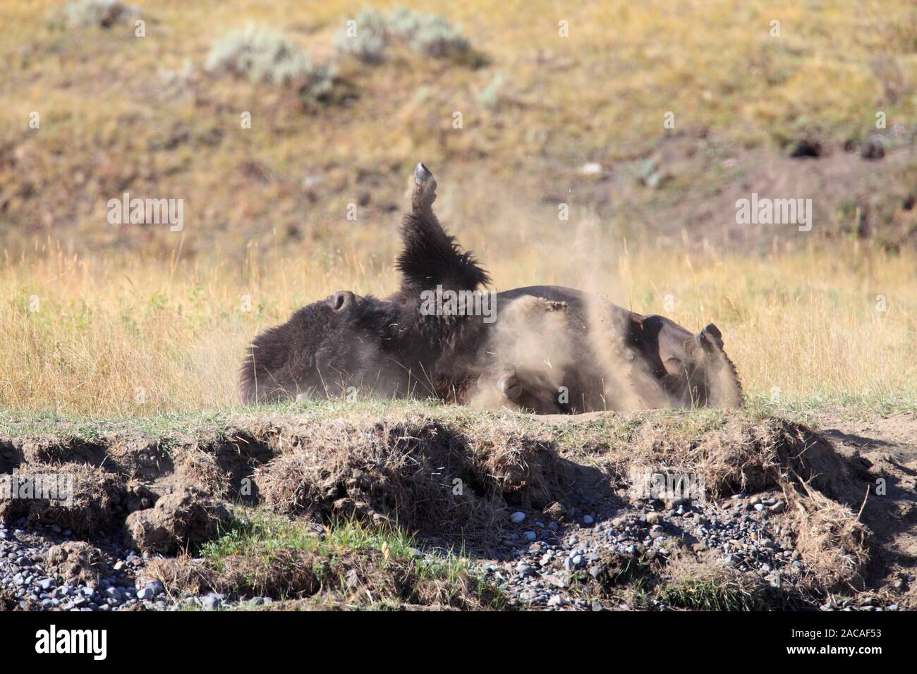 Bison in the dust bath Stock Photo - Alamy
