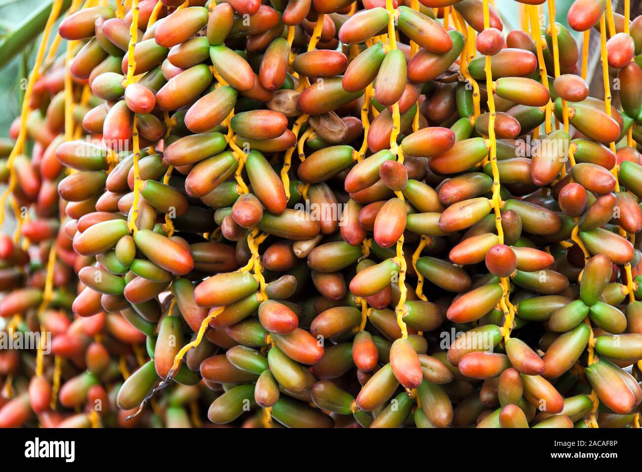 Dates on a date tree Stock Photo - Alamy
