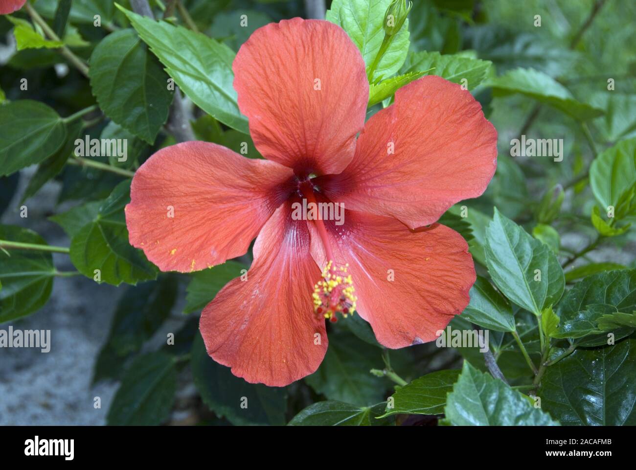 Chinese hibiscus rose hi-res stock photography and images - Alamy
