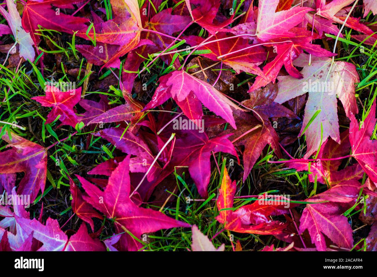 Shedding of leaves hi-res stock photography and images - Alamy