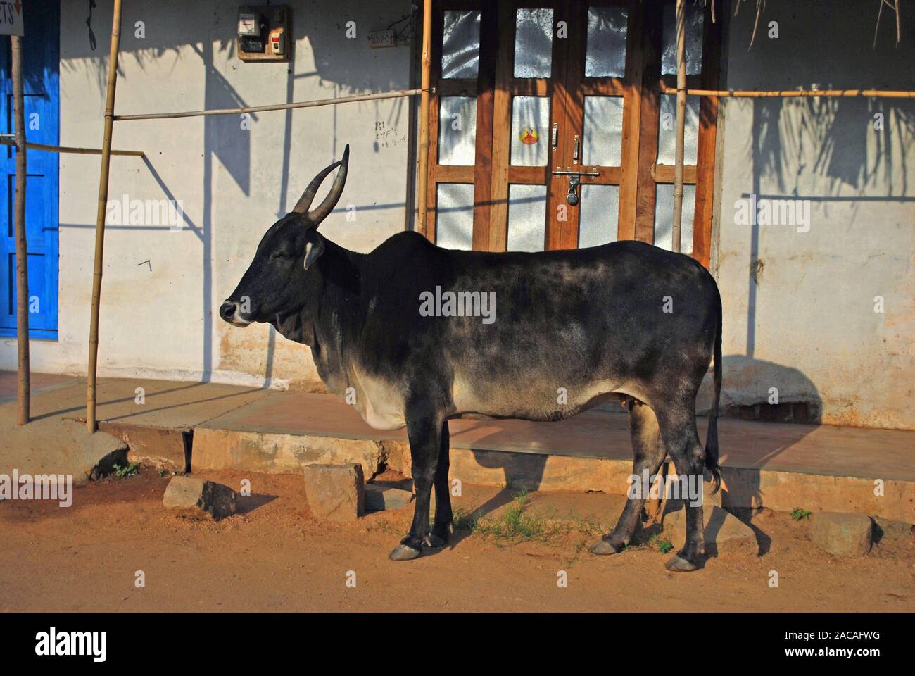 Holy cow india hi-res stock photography and images - Alamy
