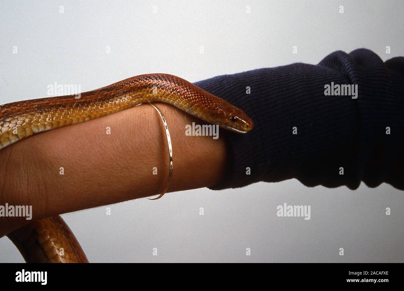 Red rat snake hi-res stock photography and images - Alamy