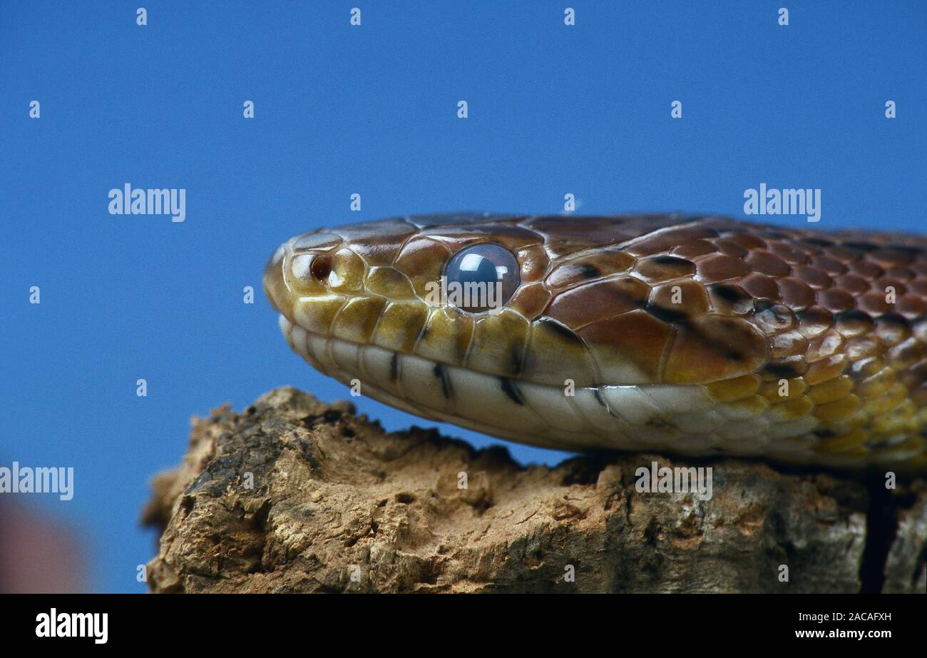 Red rat snake hi-res stock photography and images - Alamy