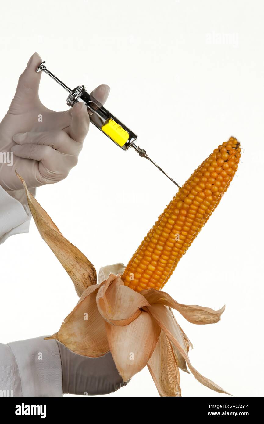 Symbol for genetically modified food hi-res stock photography and ...