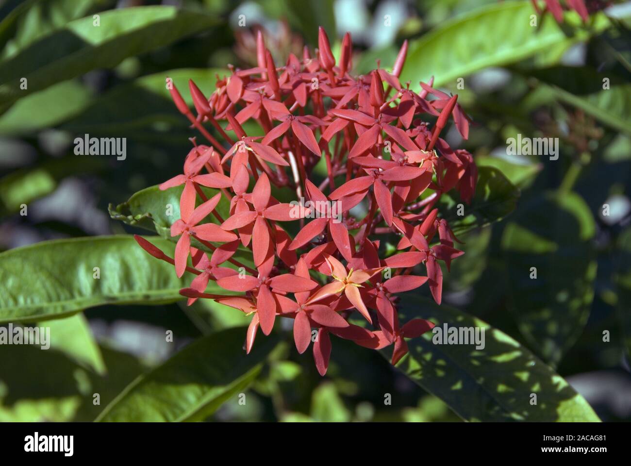 Coral shrub hi-res stock photography and images - Alamy