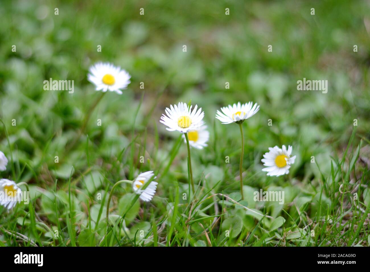 Field of daisy flowers in sunny day. Summer flower close up Stock Photo ...