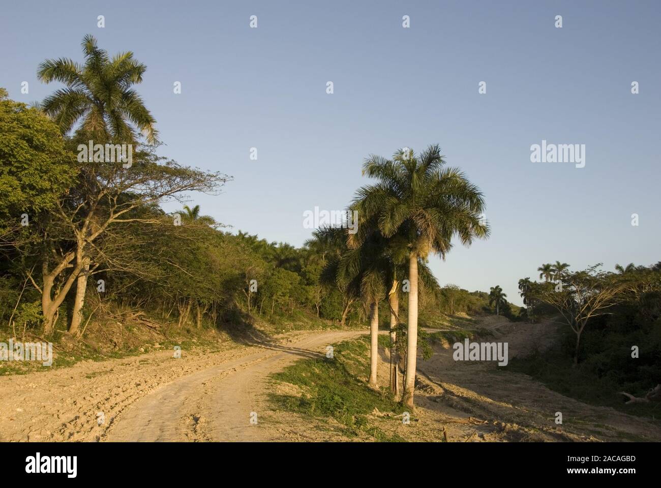 Valley of Thousand Palms Stock Photo - Alamy