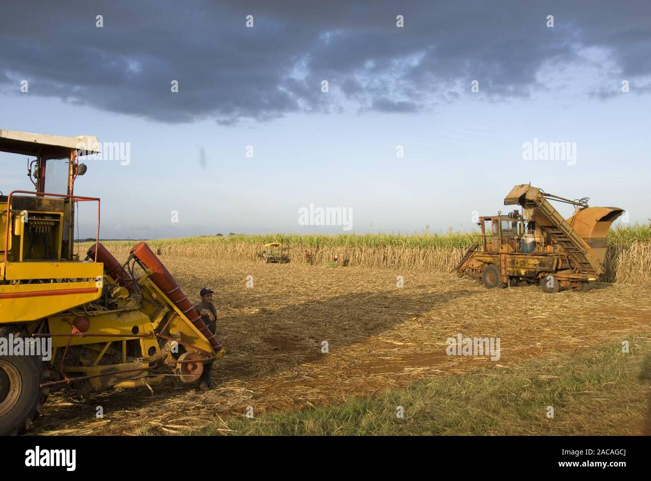 Sugar cane harvest hi-res stock photography and images - Alamy