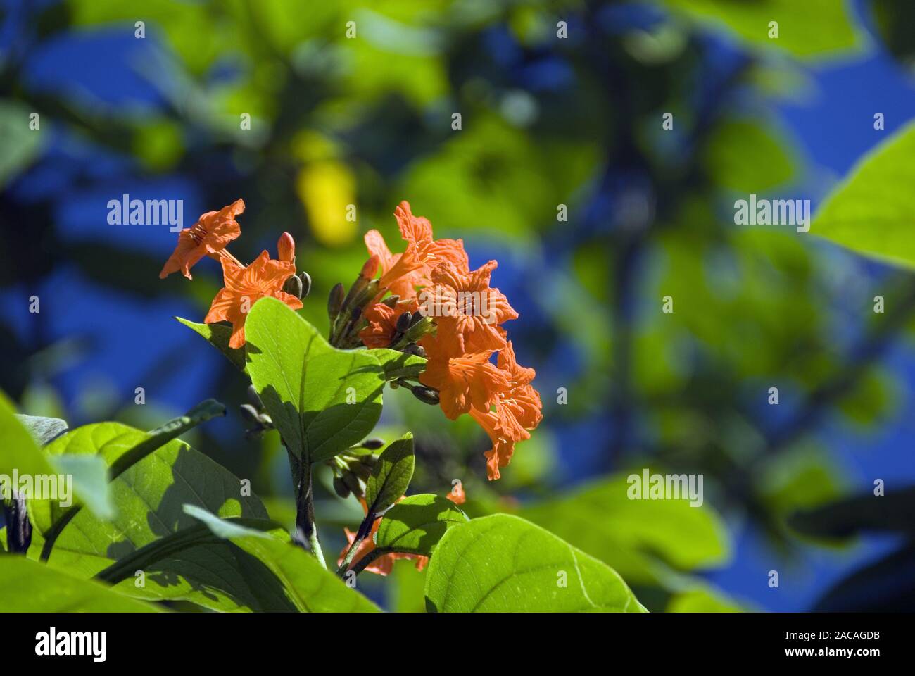 Cordia sebestena hi-res stock photography and images - Alamy