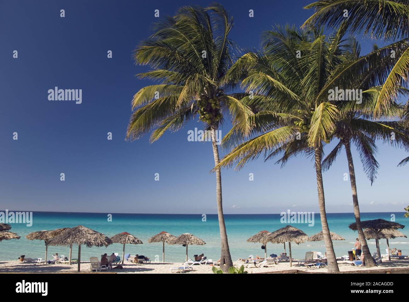 Beach trees hi-res stock photography and images - Alamy