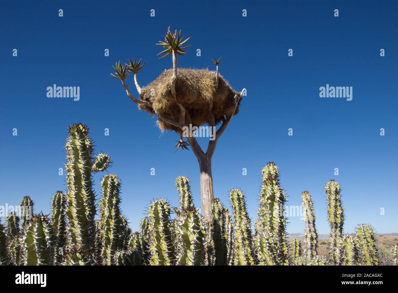 weaver bird's nest Stock Photo - Alamy