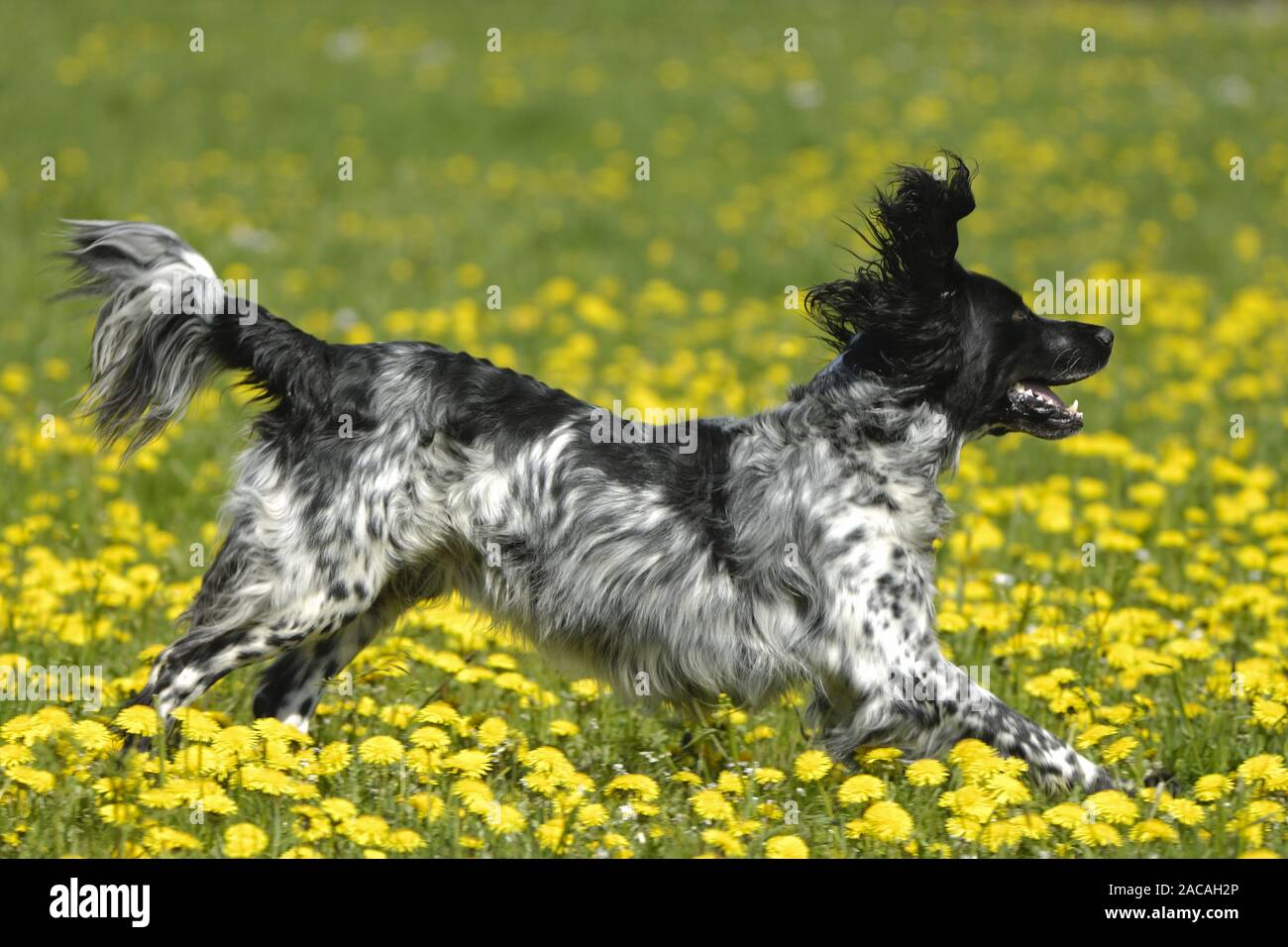 Large Munsterlander, male dog Stock Photo - Alamy