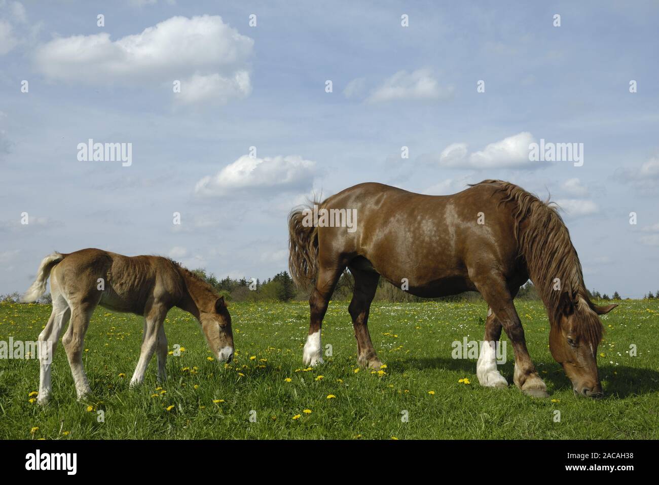Draught Horse, mare with foal Stock Photo - Alamy