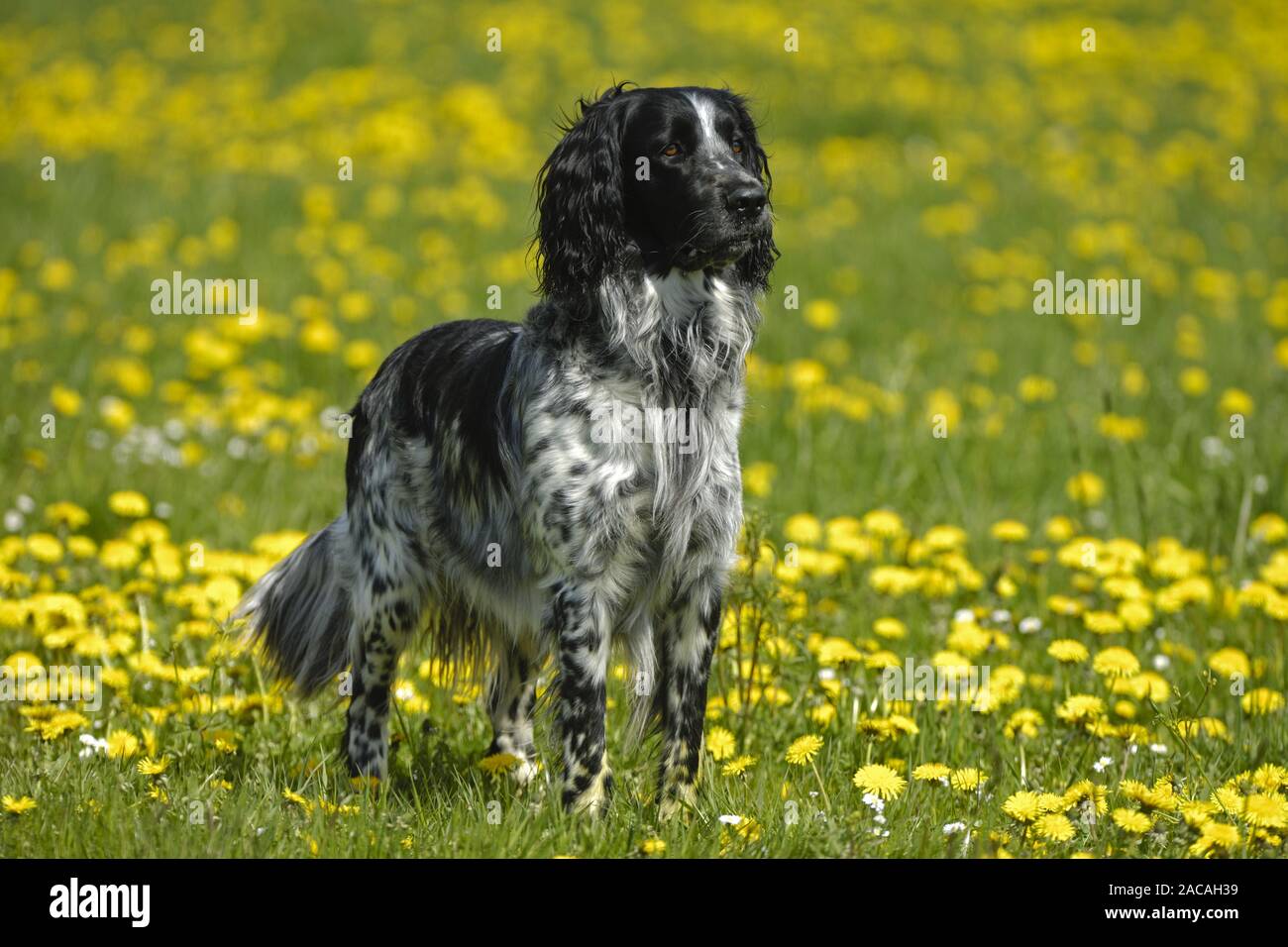 Large Munsterlander, male dog Stock Photo - Alamy