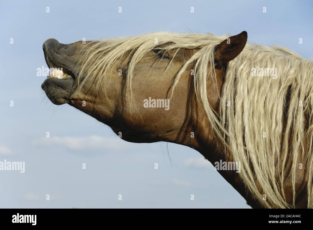 Sueddeutsche Kaltblutpferde, flehmender Hengst, Equus ferus caballus ...