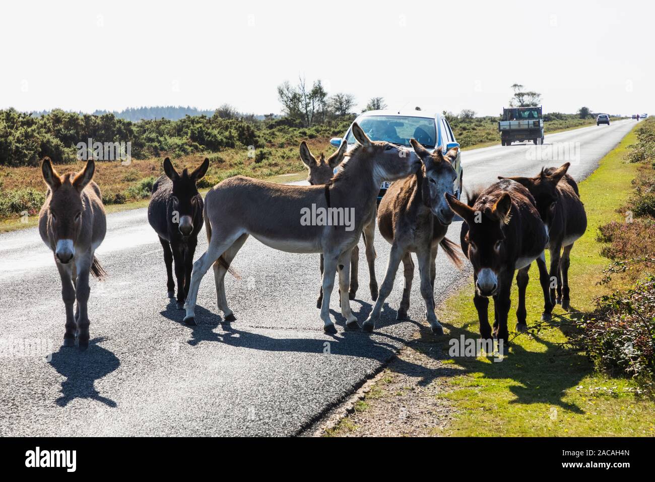 England, Hampshire, The New Forest, Donkeys Walking on Road wiith ...