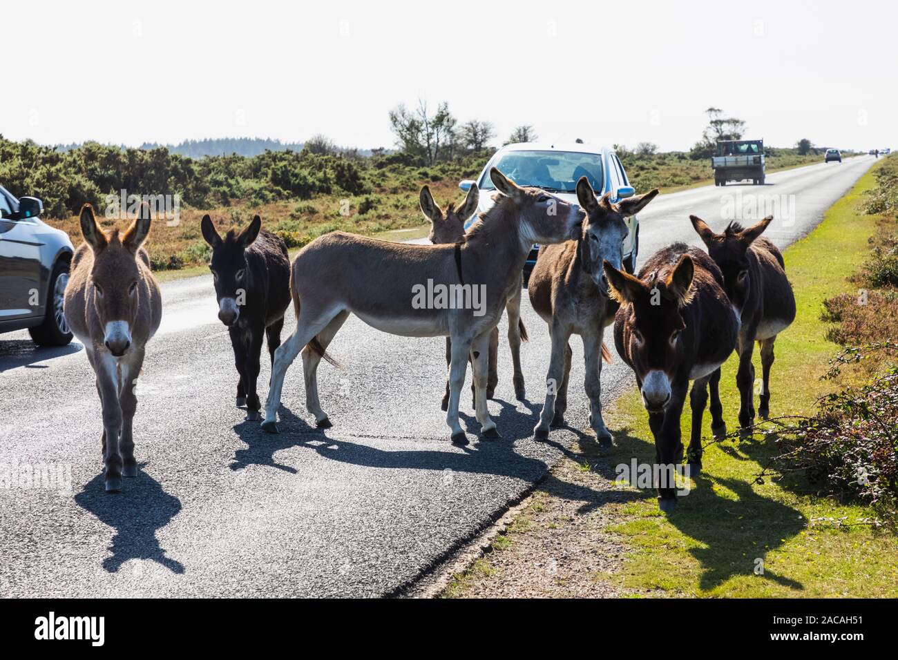 England, Hampshire, The New Forest, Donkeys Walking on Road wiith ...