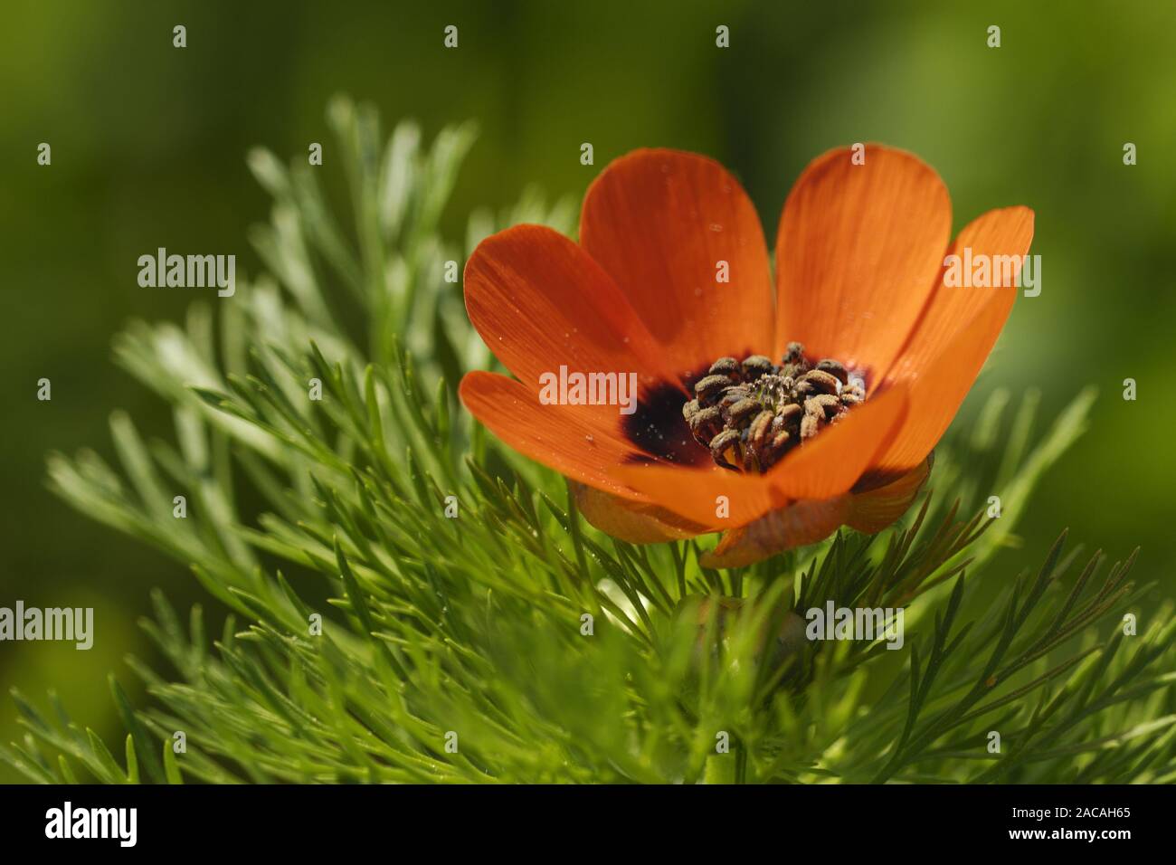 Adonis aestivalis, Summer Pheasant's Eye Stock Photo - Alamy