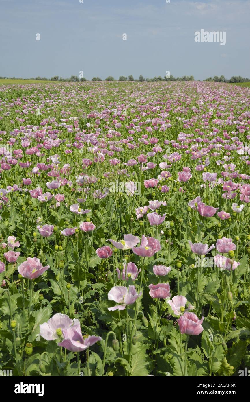 Papaver somniferum, Opium Poppy Stock Photo - Alamy