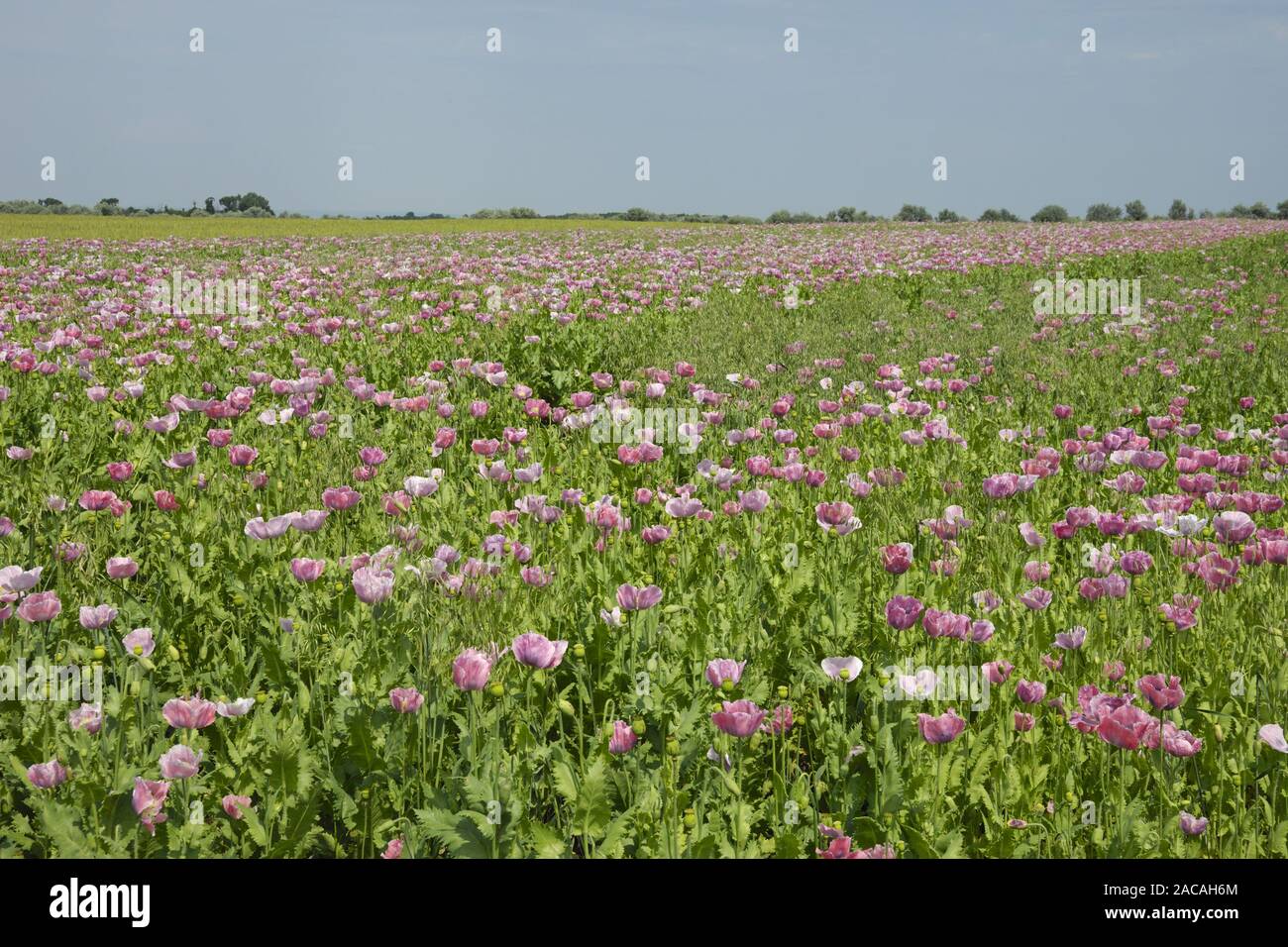 Papaver somniferum, Opium Poppy Stock Photo - Alamy
