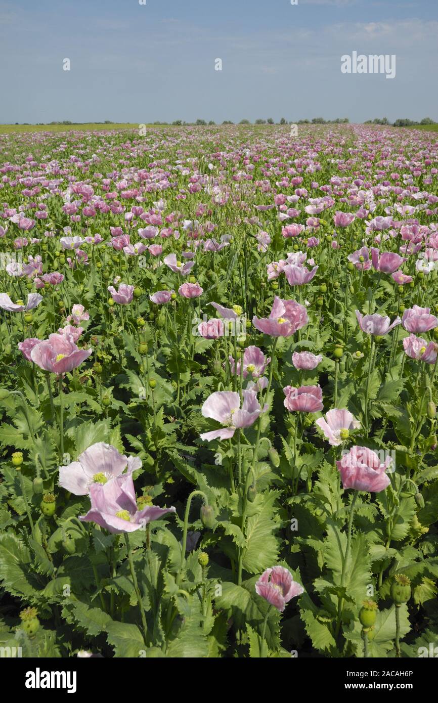 Papaver somniferum, Opium Poppy Stock Photo - Alamy