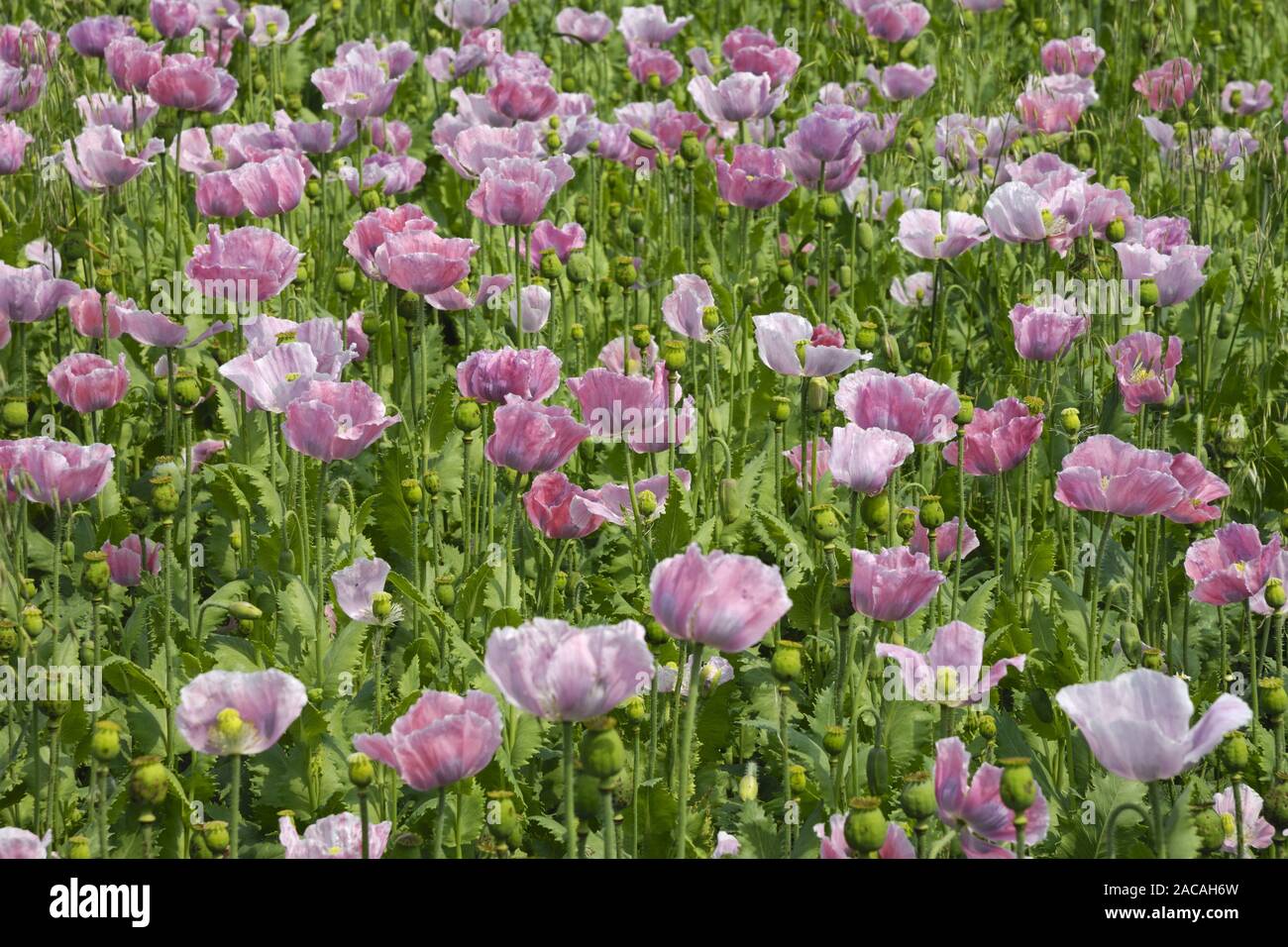 Papaver somniferum, Opium Poppy Stock Photo - Alamy