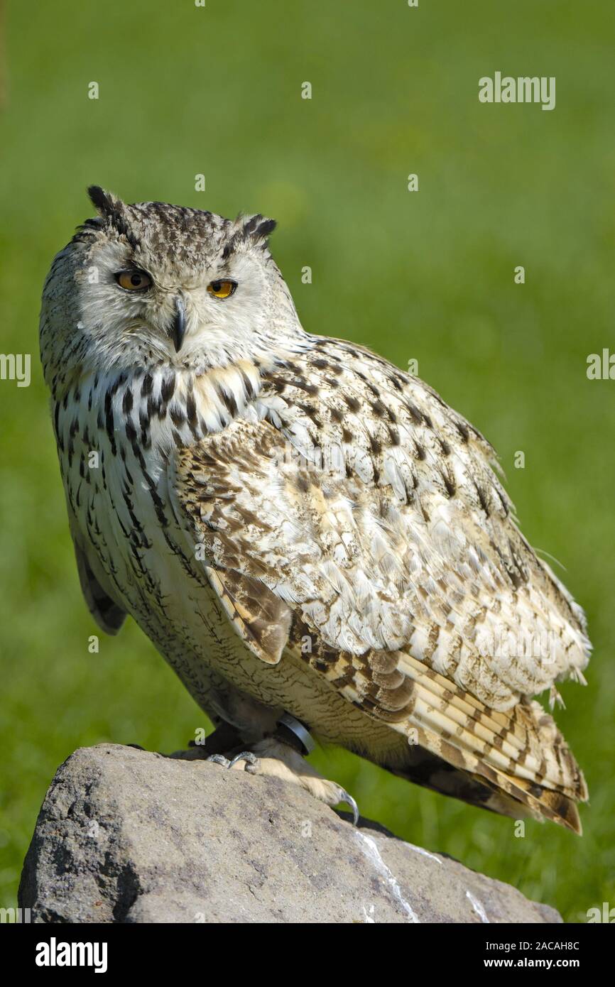 Sibirischer Uhu, Bubo bubo sibiricus, Siberian Eagle Owl Stock Photo ...