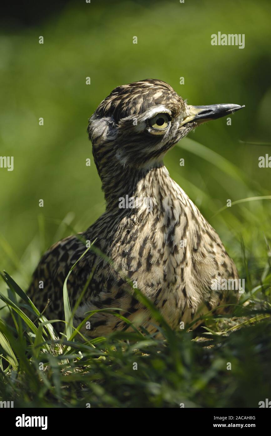Kaptriel, Burhinus capensis, Spotted Thick-knee Stock Photo - Alamy