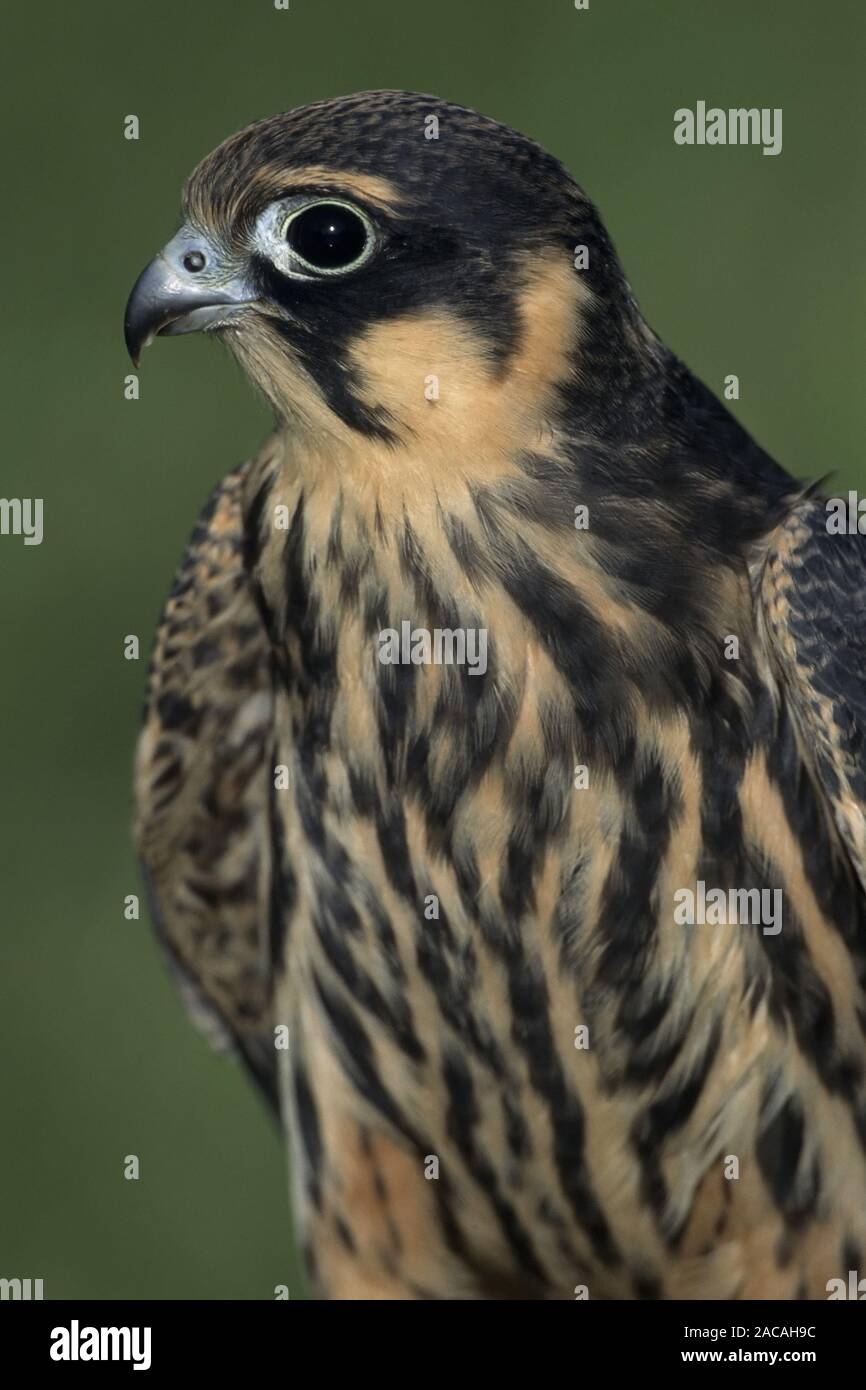 Falco subbuteo, Eurasian Hobby Stock Photo - Alamy