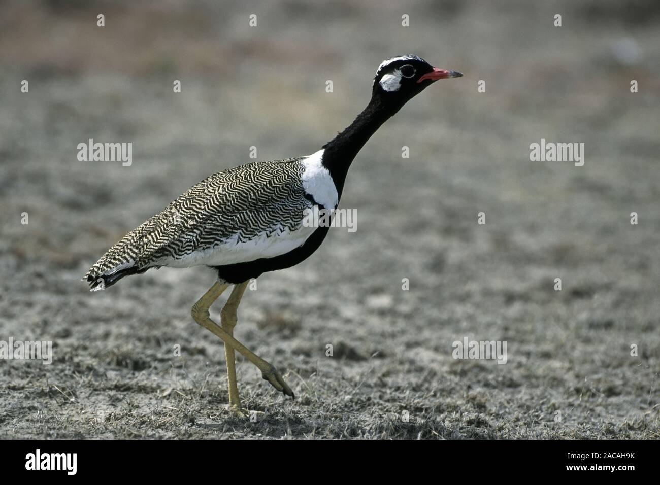 Northern black korhaans hi-res stock photography and images - Alamy