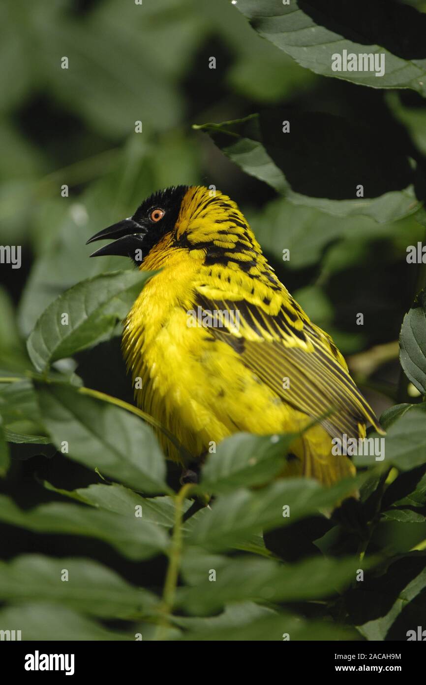 Ploceus cucullatus hi-res stock photography and images - Alamy