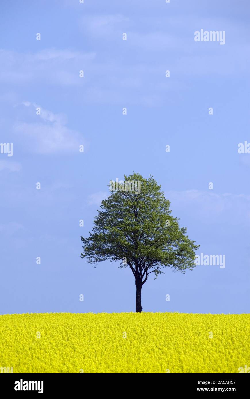 Rape field and tree Stock Photo - Alamy
