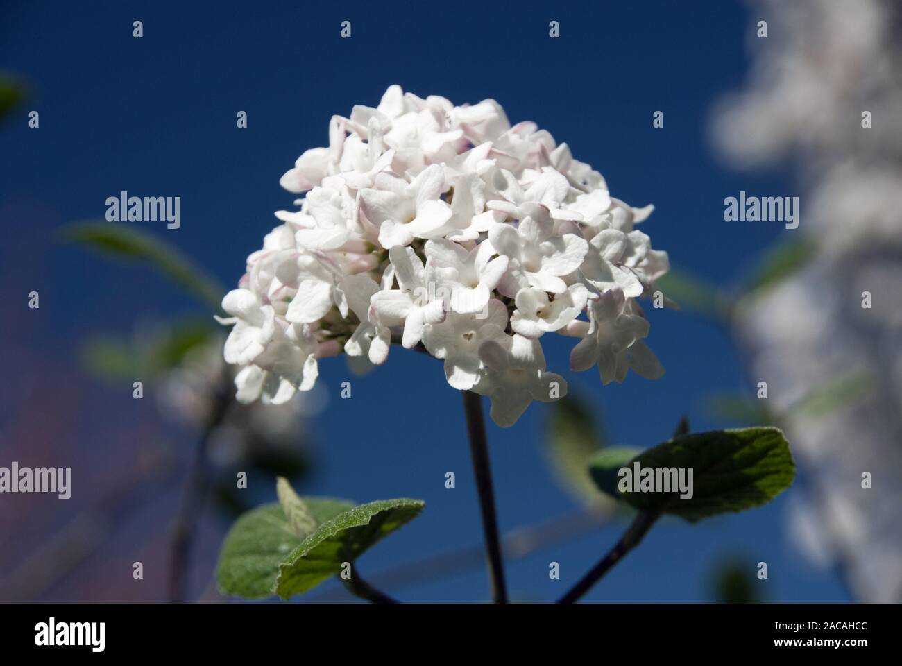 Blooms of a snowball Stock Photo - Alamy