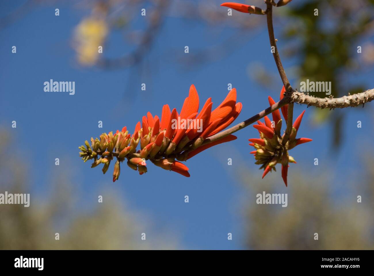 Africa coral tree hi-res stock photography and images - Alamy