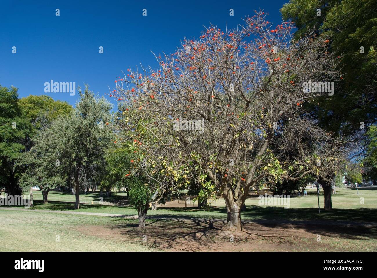 Africa coral tree hi-res stock photography and images - Alamy