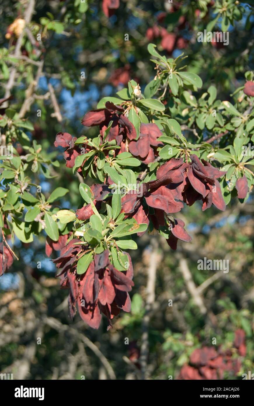 blood fruit tree Stock Photo - Alamy