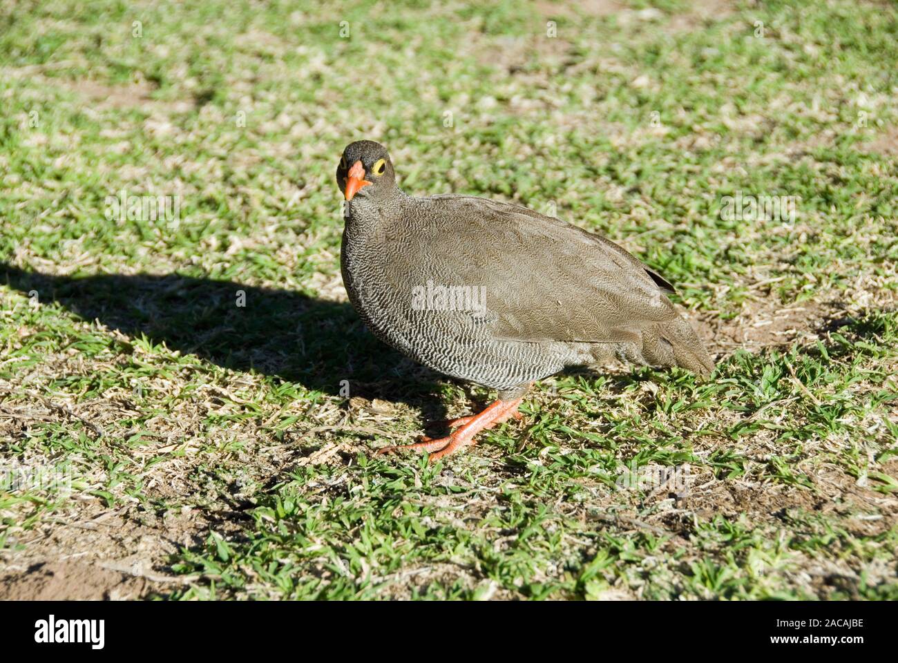 Red billed hi-res stock photography and images - Alamy
