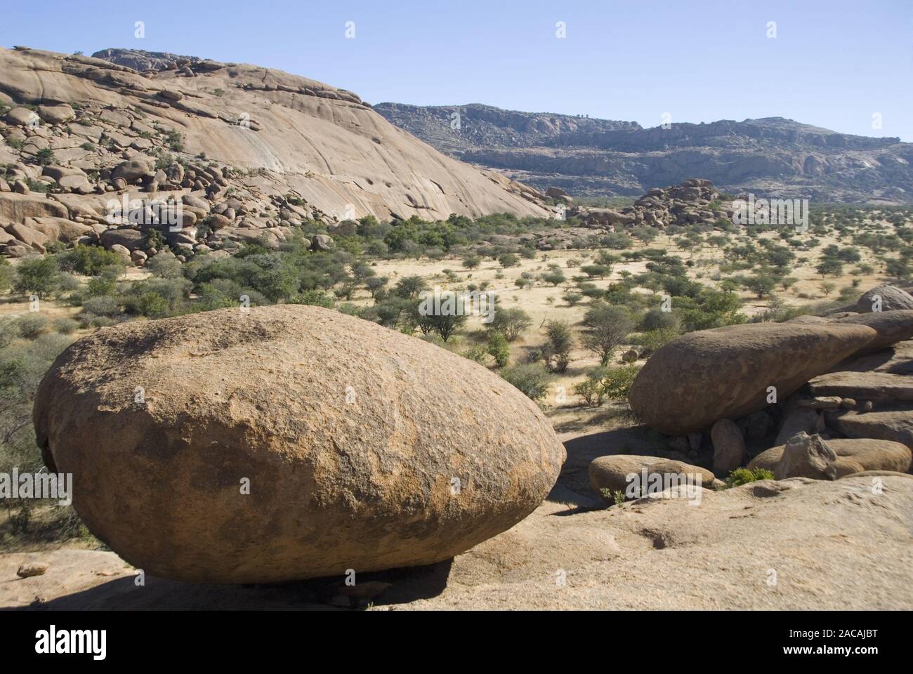 Bulls balls hi-res stock photography and images - Alamy