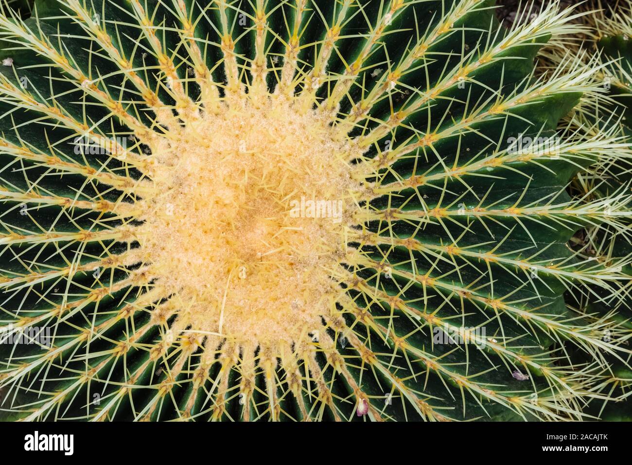 England, London, Richmond, Royal Botanic Gardens Kew, The Princess of ...