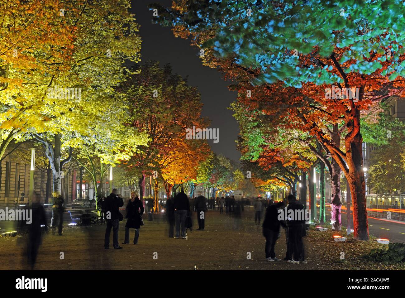 colorfully illuminated Linden trees, Linden , Tilia, Strasse unter den ...